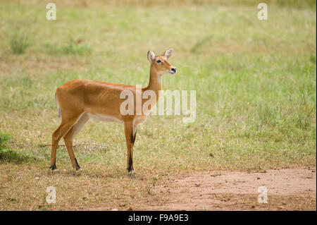White-eared Kob Kobus kob leucotis, Bovidae, Gambela National Park ...