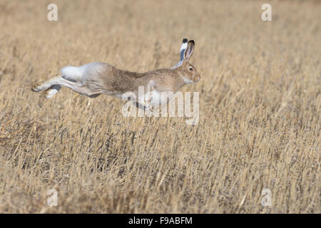 A White-tailed Jackrabbit running in a field Stock Photo - Alamy