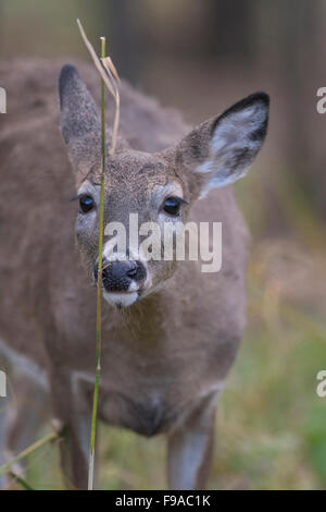 A whitetail doe on a late autumn day Stock Photo - Alamy