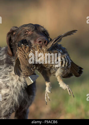 A hunting dog retrieving a Ruffed Grouse Stock Photo - Alamy