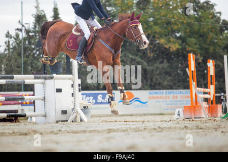 BADAJOZ, SPAIN - Nov 22: Rider jumping with horse over obstacle at Poni ...