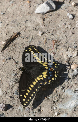 Black Swallowtail (Papilio polyxenes) male on Purple Coneflower ...