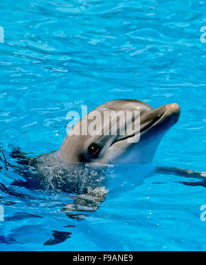 Bottlenose dolphins, the genus Tursiops, are the most common and well ...