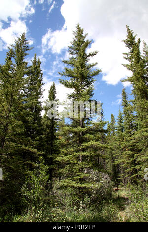 white spruce (Picea glauca Stock Photo - Alamy