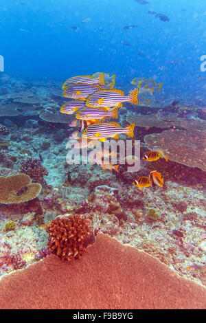 The Oriental sweetlips (Plectorhinchus vittatus) and Bigeye emperors ...