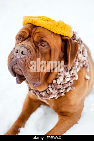 Funny dog in a hat and scarf, clothes for dogs in bad weather. Space ...
