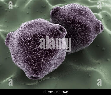 Birch Tree Pollen Stock Photo - Alamy