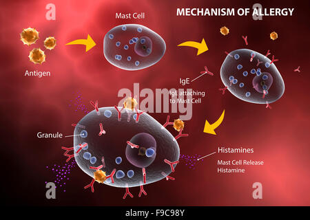 Mast cell releasing histamine, illustration Stock Photo - Alamy
