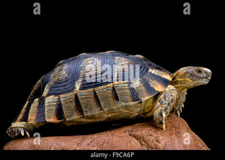 Marginated tortoise, Testudo marginata. This turtle is found only in ...