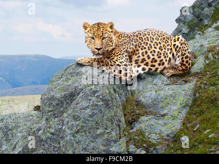 leopard on stones at wildness area Stock Photo - Alamy