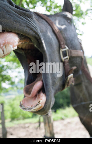 Horse screaming & laughing Stock Photo - Alamy