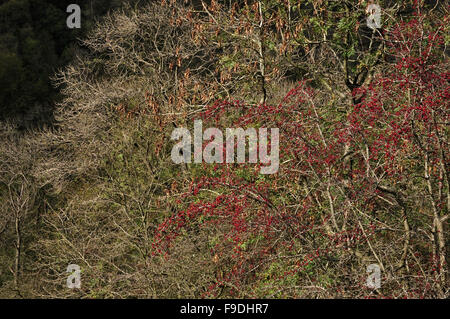 Bright red hawthorn berries in sunlight against a clear blue sky in ...
