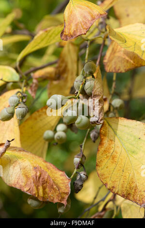 Styrax obassia. Fragrant snowbell drupes / seeds in autumn Stock Photo ...