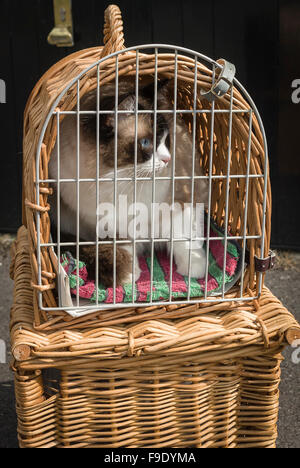 Cat in cane basket Stock Photo - Alamy