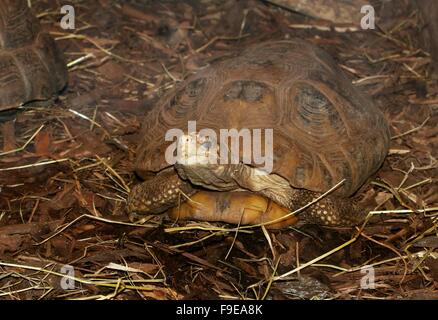 Southeast Asian Elongated tortoise (Indotestudo elongata, Testudo ...