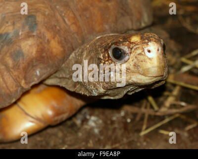 Southeast Asian Elongated tortoise (Indotestudo elongata, Testudo ...