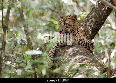 Ceylon-Leopard, Sri Lankan Leopard (Panthera pardus kotiya), lying on a ...