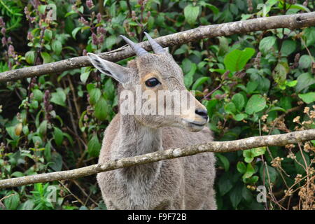 Nilgiri Tahr-varayadu, goat in munnar Stock Photo - Alamy