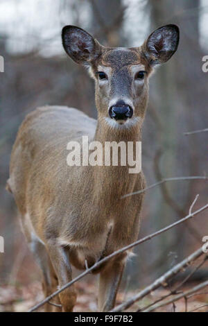 Nice big deer in autumn colours. deer portrait on dark background ...