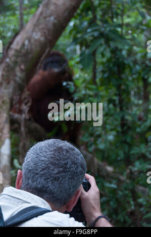 alpha male orangutan Stock Photo - Alamy