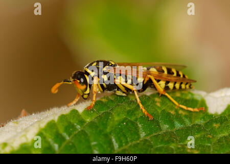 Wasp on a green leaf Stock Photo - Alamy