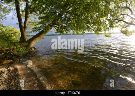 drawsko lake (jezioro drawsko), pomeranian lakeland (pojezierze ...