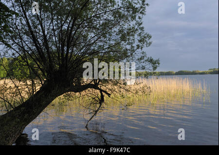 drawsko lake (jezioro drawsko), pomeranian lakeland (pojezierze ...