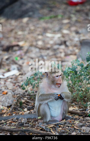 Monkey eating food on the ground , monkey thailand Stock Photo - Alamy