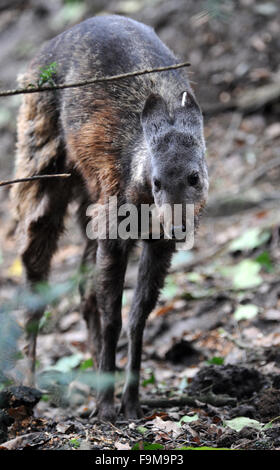 An year and a half old male of rare Siberian musk deer (Moschus ...