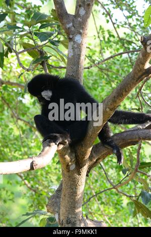 beautiful White-cheeked Gibbon (Hylobates concolor) sitting on branch ...
