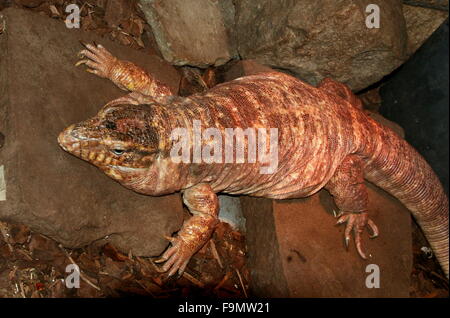 Female Argentine giant Red Tegu lizard (Tupinambis rufescens, Salvator ...