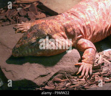 Female Argentine giant Red Tegu lizard (Tupinambis rufescens, Salvator ...