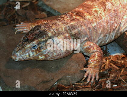 Female Argentine giant Red Tegu lizard (Tupinambis rufescens, Salvator ...