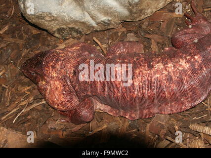Argentine giant Red Tegu lizard (Tupinambis rufescens, Salvator Stock ...