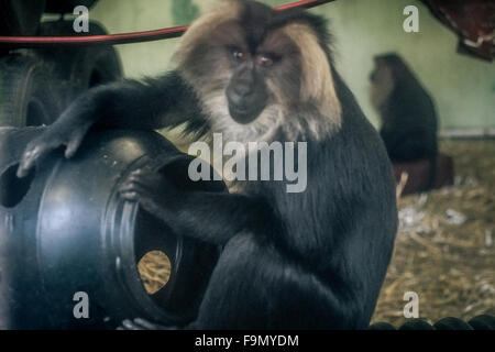 Howletts Zoo near Canterbury, Kent, UK. 17th December, 2015. A Long ...