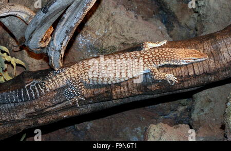 Australian Black Headed Monitor (Varanus tristis) a.k.a. Black tailed ...