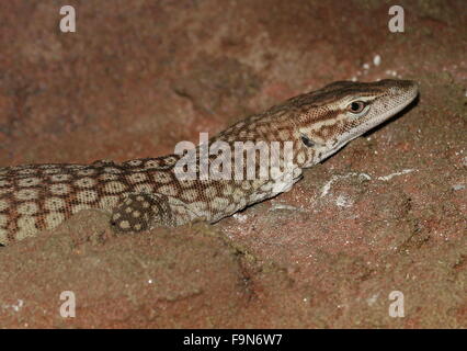 Australian Black Headed Monitor (Varanus tristis) a.k.a. Black tailed ...