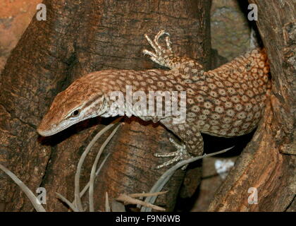 Australian Black Headed Monitor (Varanus tristis) a.k.a. Black tailed ...
