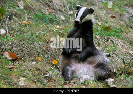 European badger sitting upright Stock Photo - Alamy