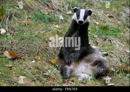 European badger (Meles meles) sitting upright in meadow and grooming ...