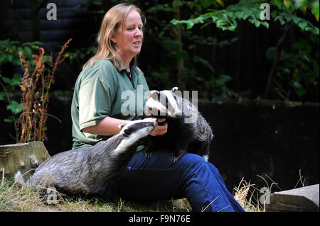 Female zookeeper with two orphaned European badgers (Meles meles) at ...
