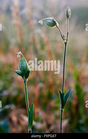 White Campion (Silene latifolia subsp. alba, Silene alba, Silene ...
