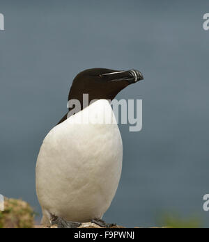 Razorbill, Alca torda, razor-billed, auk, nesting on cliffs at Cape St ...