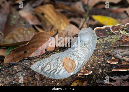 Large winged seed of Javan cucumber (Alsomitra macrocarpa) with wings ...