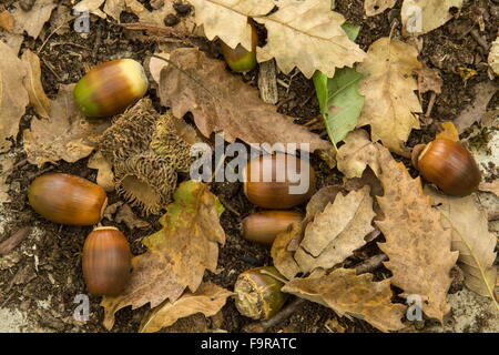 Acorn Turkey oak Quercus cerris Stock Photo - Alamy