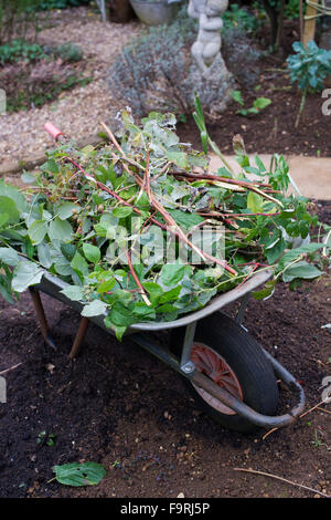 Pruning stems in autumn garden. Gardener in yellow gloves is pruning ...
