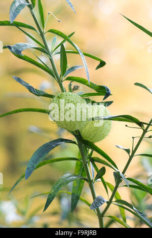 A species of balloon cotton-bush, Gomphocarpus abyssinicus, in flower ...