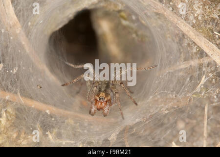 Labyrinthspinne, Labyrinth-Spinne (Agelena labyrinthica), lauert in ...