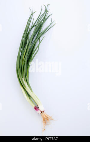 Spring Onions on White Background Stock Photo - Alamy