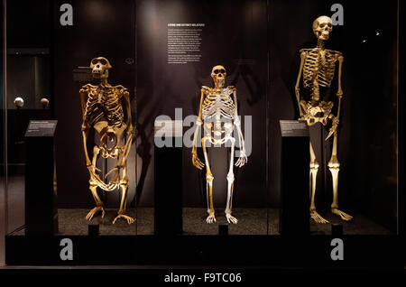 Human evolution gallery at the Natural History Museum in London United ...